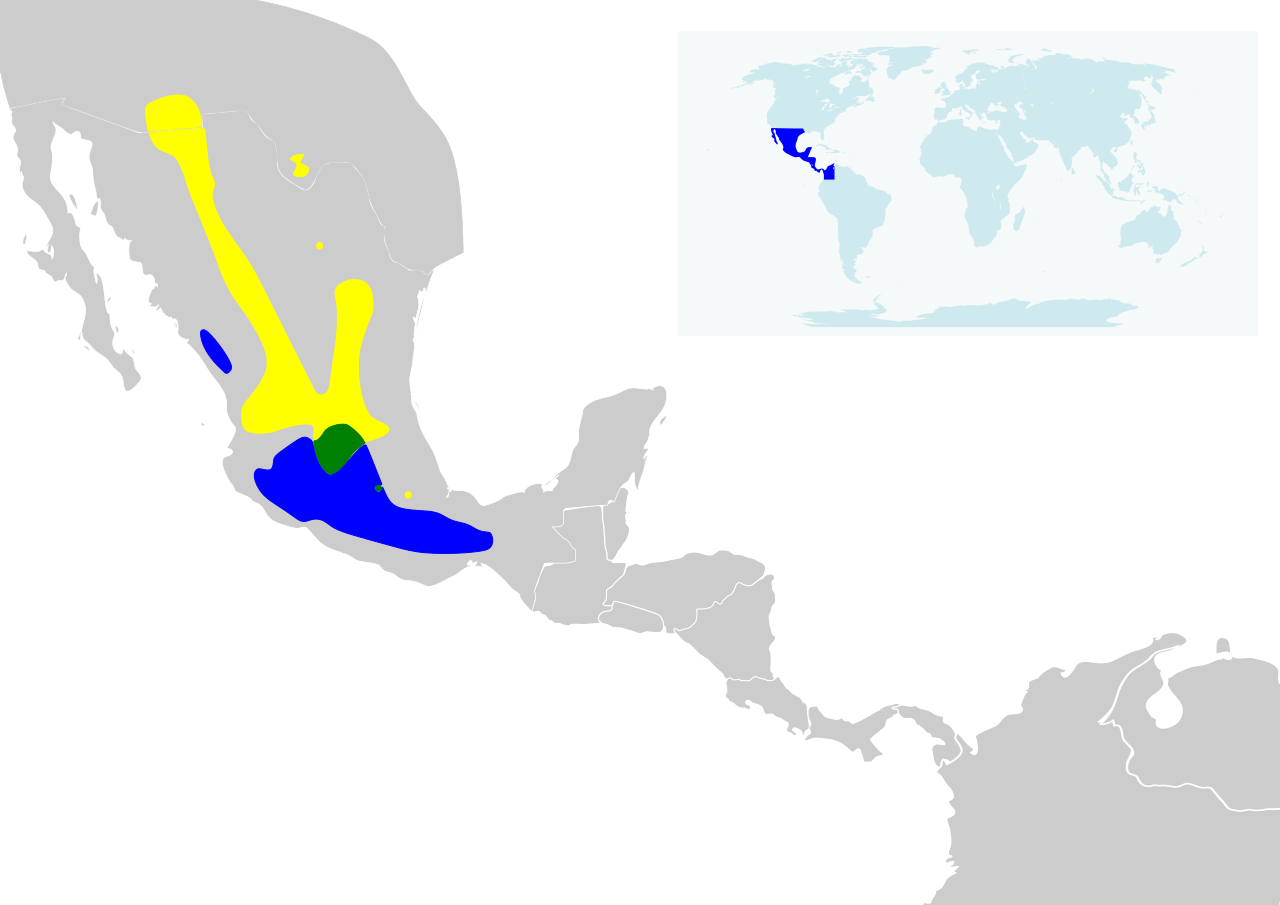 Calothorax Lucifer Map - Emerald Chinned Hummingbird Range Map ...