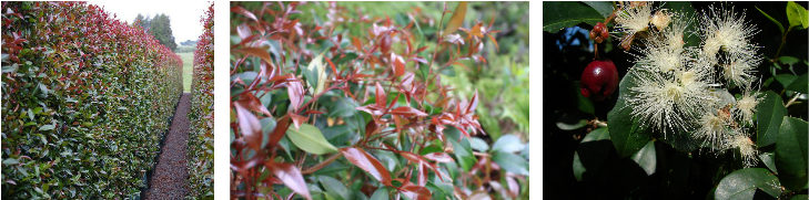 3 Images Of Lilly Pillies - Common Lilly Pilly (760x200), Png Download