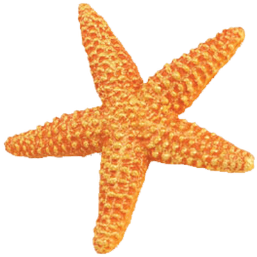 Transparent Background Star Fish (400x400), Png Download