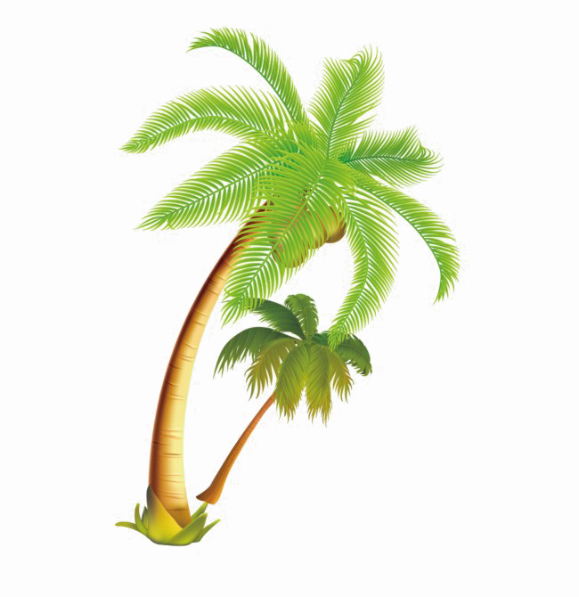 Coconut Tree Png Download Image - Coconut Tree Vector Png (650x670 ...