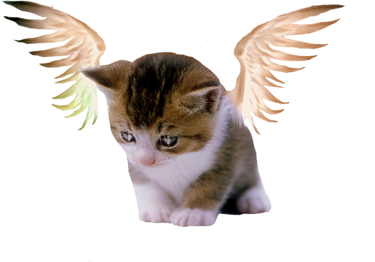 Angel Kitten - Cute Cat (800x600), Png Download