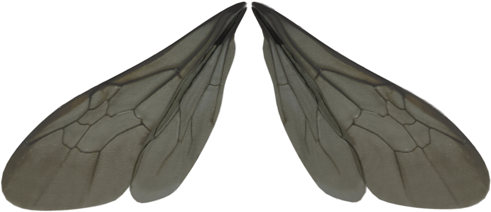 Download Insect Wings Clipart - Mosquito Wings Png | Transparent PNG ...