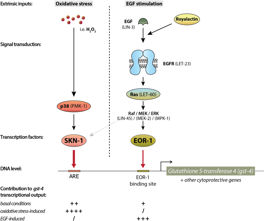 Proposed Mechanism Of Glutathione S Transferase 4 Activation ...