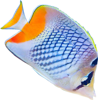Tropical Fish Scales Clipart (438x448), Png Download