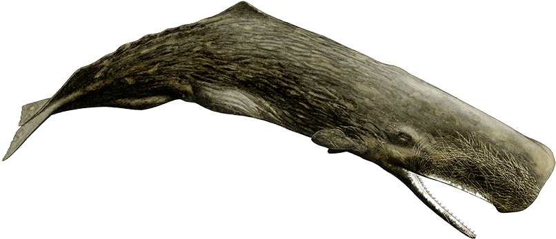 Tethys Research Institute - Sperm Whale Transparent (827x366), Png Download