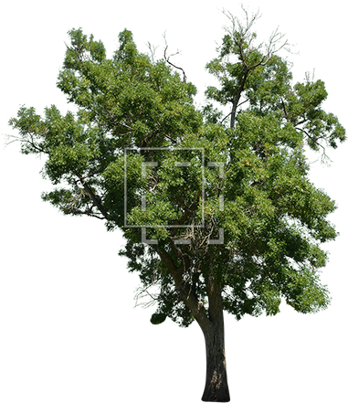Parent Category - Laurus Nobilis Tree Png (450x450), Png Download