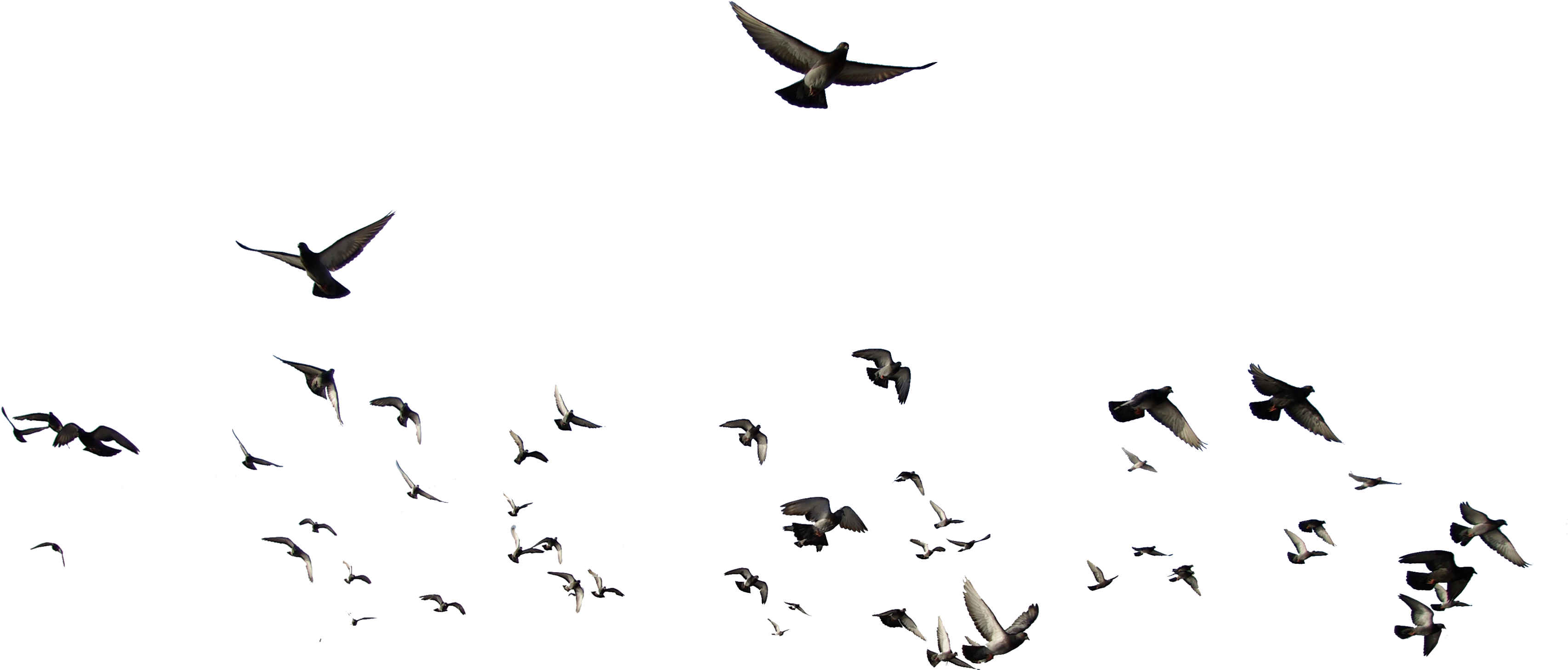 Download Bird Photography Download - Flock Of Birds Psd | Transparent ...