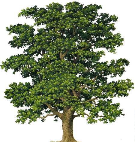 Oak Transparent Images - Hrast Dob (450x473), Png Download