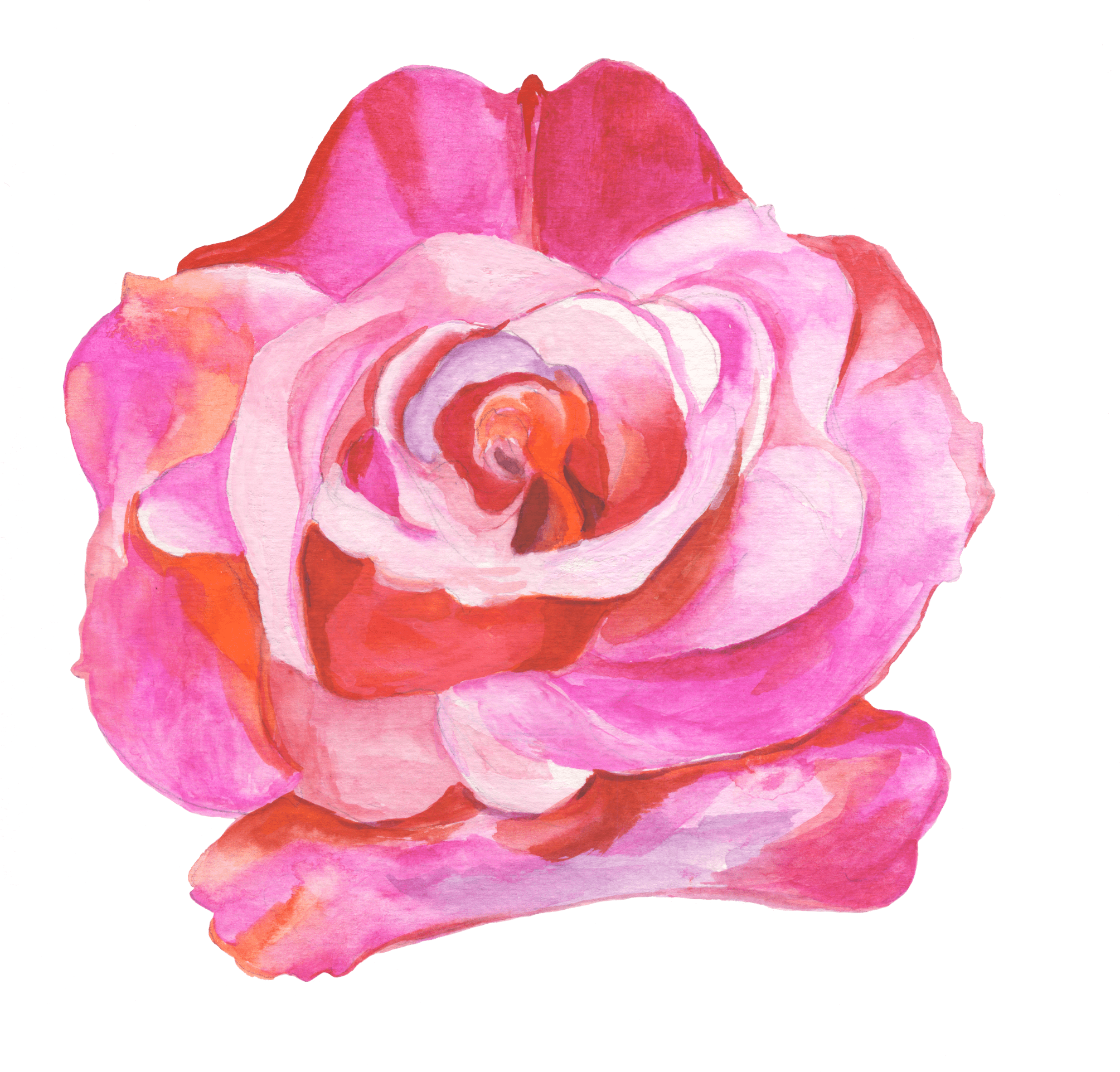 Hybrid Tea Rose (2016x1969), Png Download