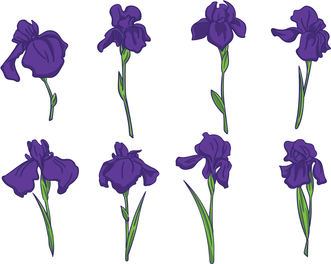 Iris Flower Vectors - Iris Flower Vector Png (700x490), Png Download