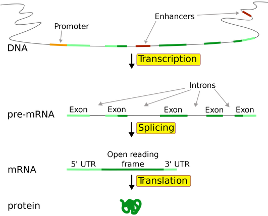 Download Gene - Structure Of A Gene | Transparent PNG Download | SeekPNG