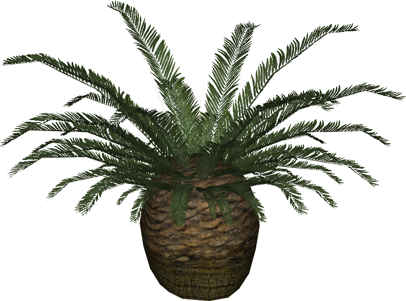 Cycadeoidea (815x815), Png Download