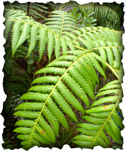 Download Hapuu, Hawaiian Tree Fern, Fern, Nature, Plants, Cibotium ...