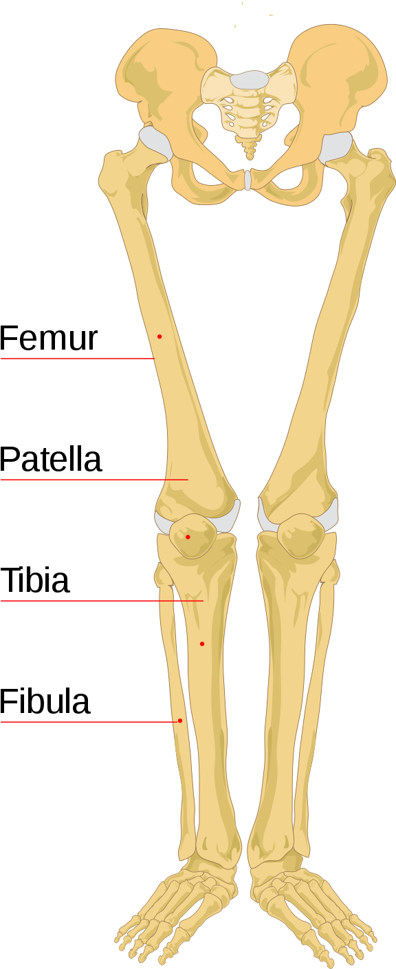 Leg Bones Labeled (1200x1464), Png Download