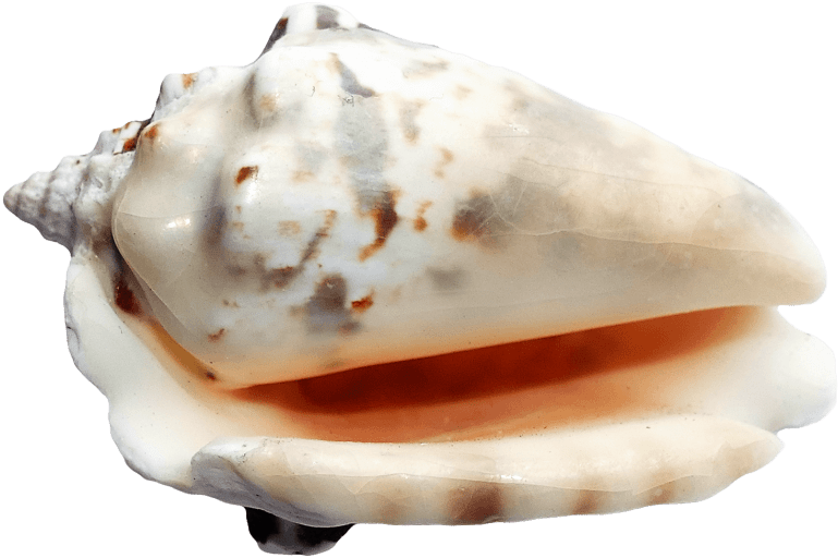 Free Png Ocean Sea Shell Png Images Transparent - Sea Shells ...