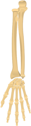Download Anterior View Of Right Forearm And Hand Bones - Skeleton ...