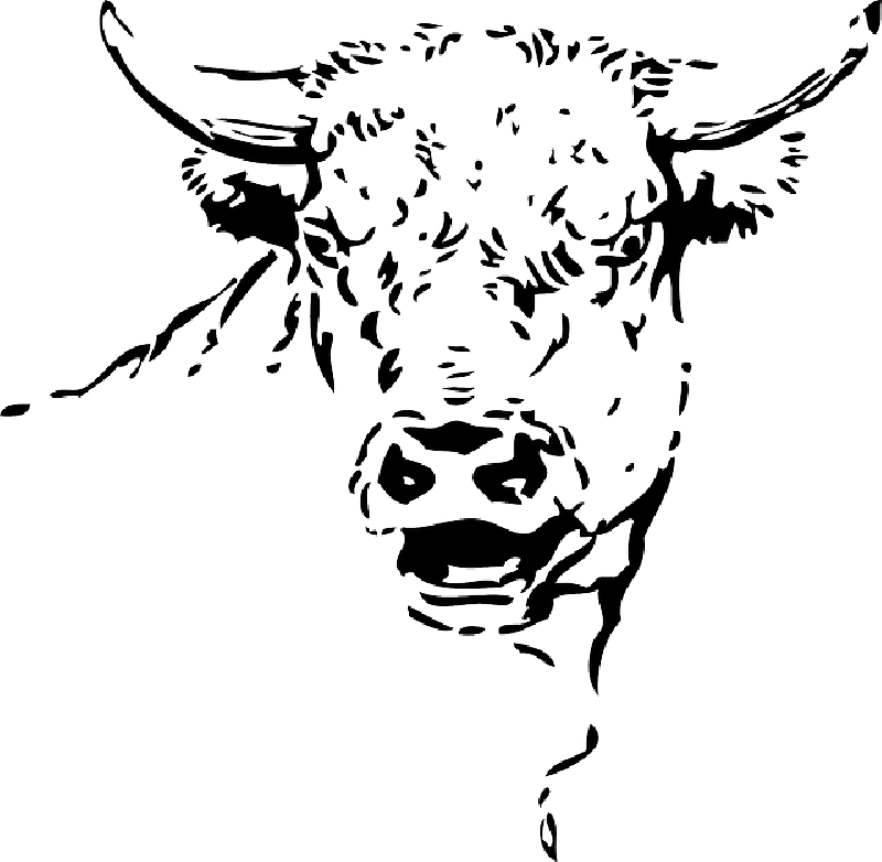Mb Image/png - Bull Riding Rectangle Sticker (800x782), Png Download