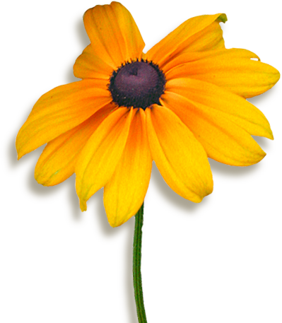 Black Eyed Susan Transparency (399x457), Png Download