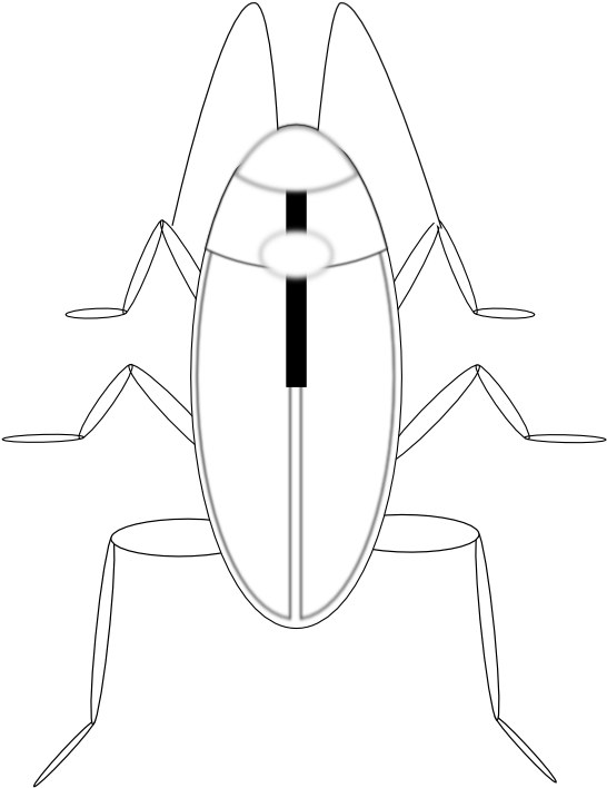 Cockroach Cucaracha Black White Line Art 555px - Drawing (555x715), Png ...