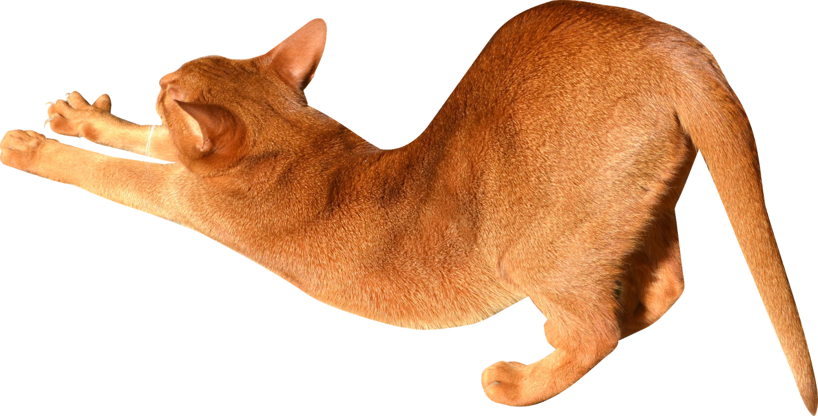 Download Free Digital Cat Png - Cat Stretching | Transparent PNG ...