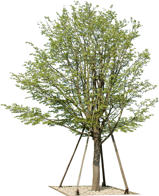 Red Pine (543x700), Png Download