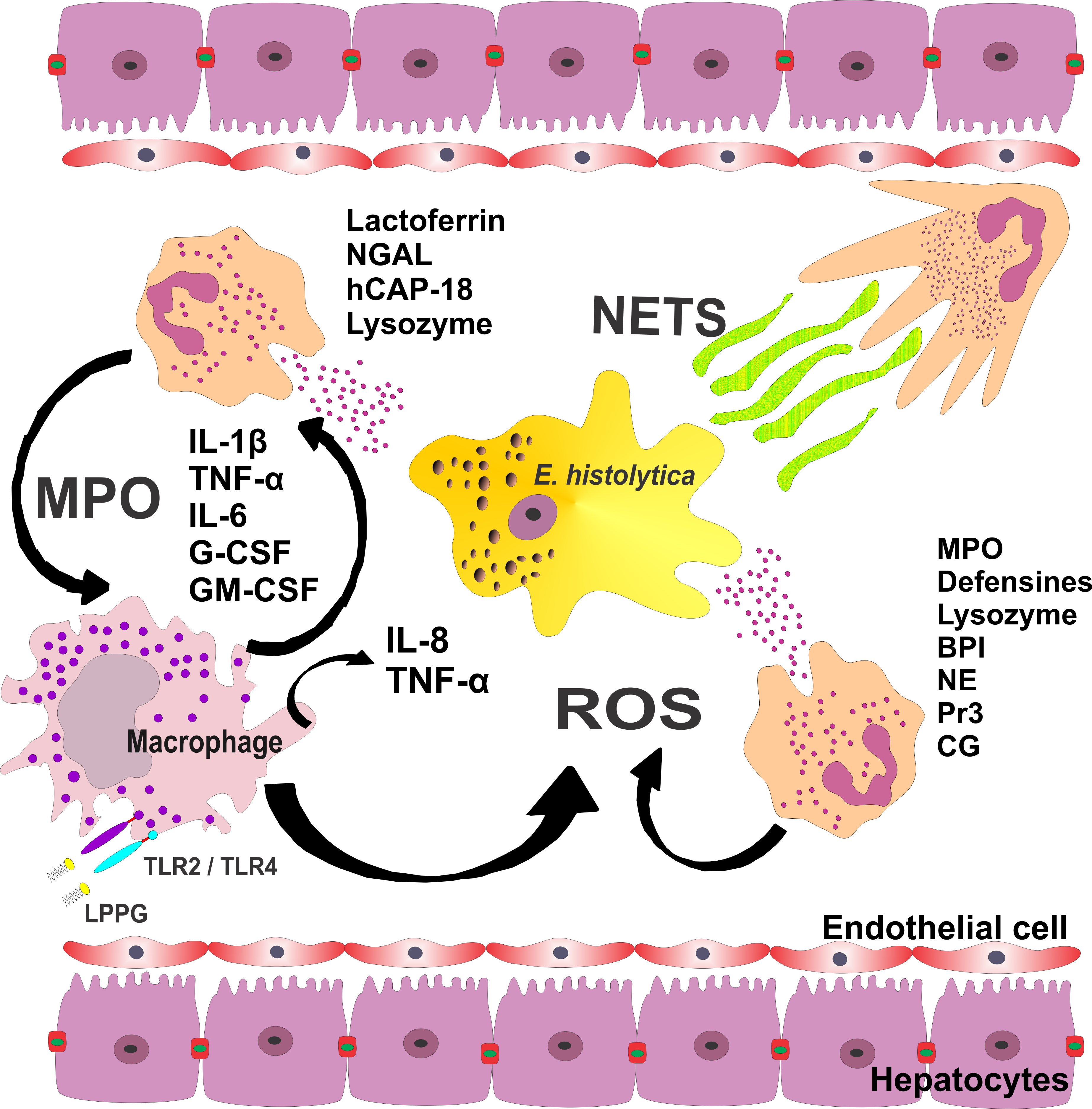 Parasite150072-fig2 Role Of Neutrophils In Rodent Amebic - Neutrophil ...