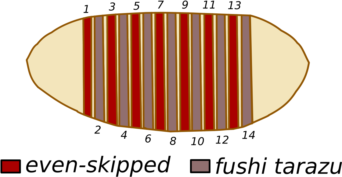 Even Skipped And Fushi Tarazu (1200x715), Png Download