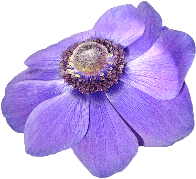 Download Anemone, Flower, Violet, Nature, Transparent Background ...