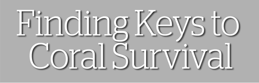 Finding Keys To Coral Survival - Calligraphy (826x267), Png Download