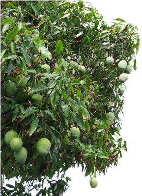 Download Mango Tree Png - Mango Tree Images Png | Transparent PNG ...