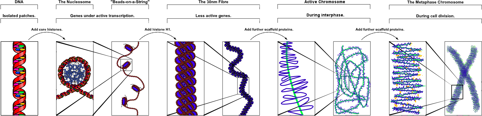 Download Chromatin Structures - Chromatin Structure | Transparent PNG ...