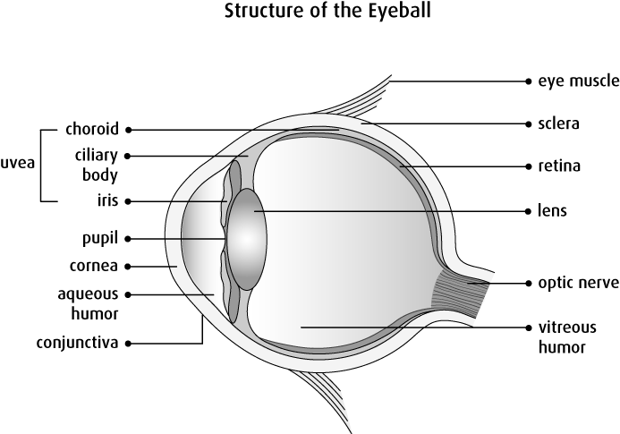 Cells In The Eye Sometimes Change And No Longer Grow - Eye (693x485 ...