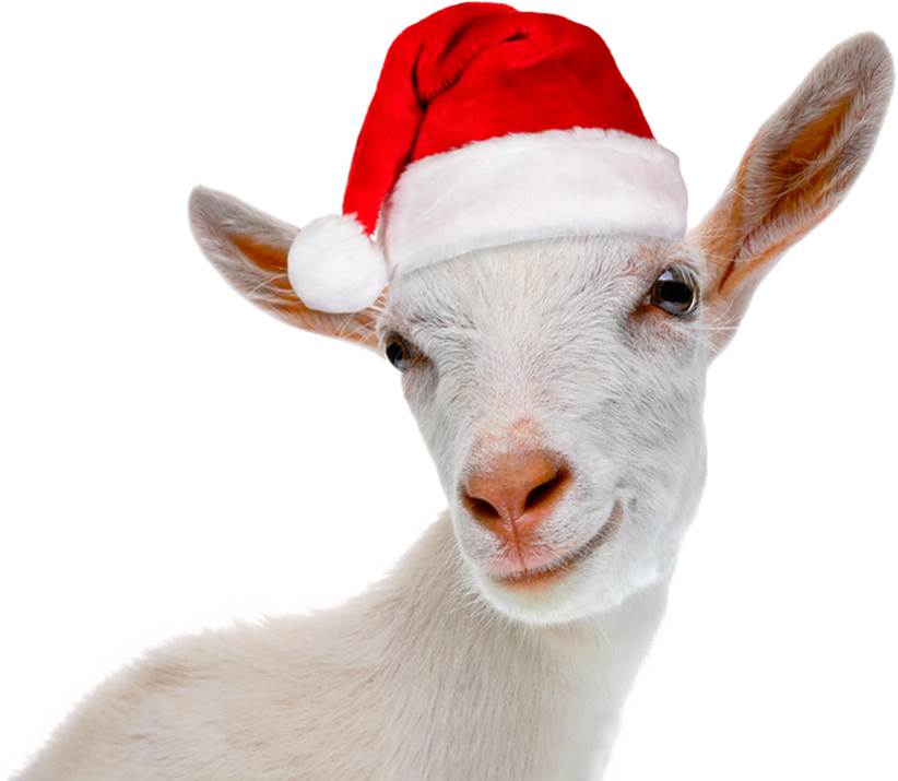 Merry Christmas - Christmas Goat Png (822x715), Png Download