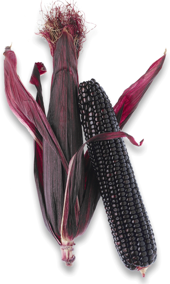 Corn Lrg Png8 - Corn Violet (556x927), Png Download