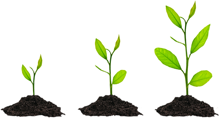 Round Plant Pots - Plant Growing Transparent (538x300), Png Download