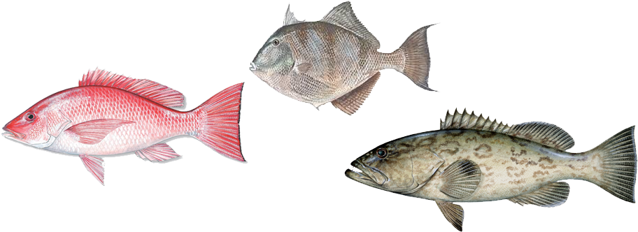 Download Groupoffish - Group Of Fish Png | Transparent PNG Download ...
