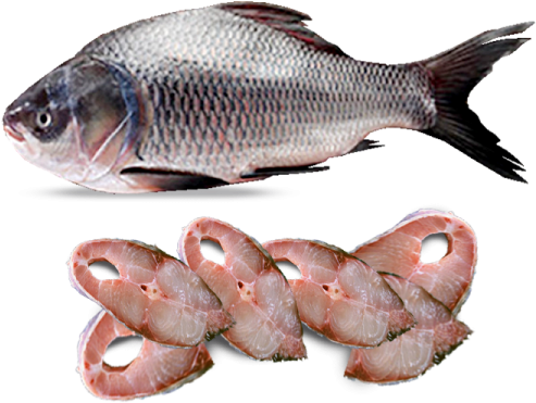 Katla Katapona Catla Fish - Katla Fish (600x600), Png Download
