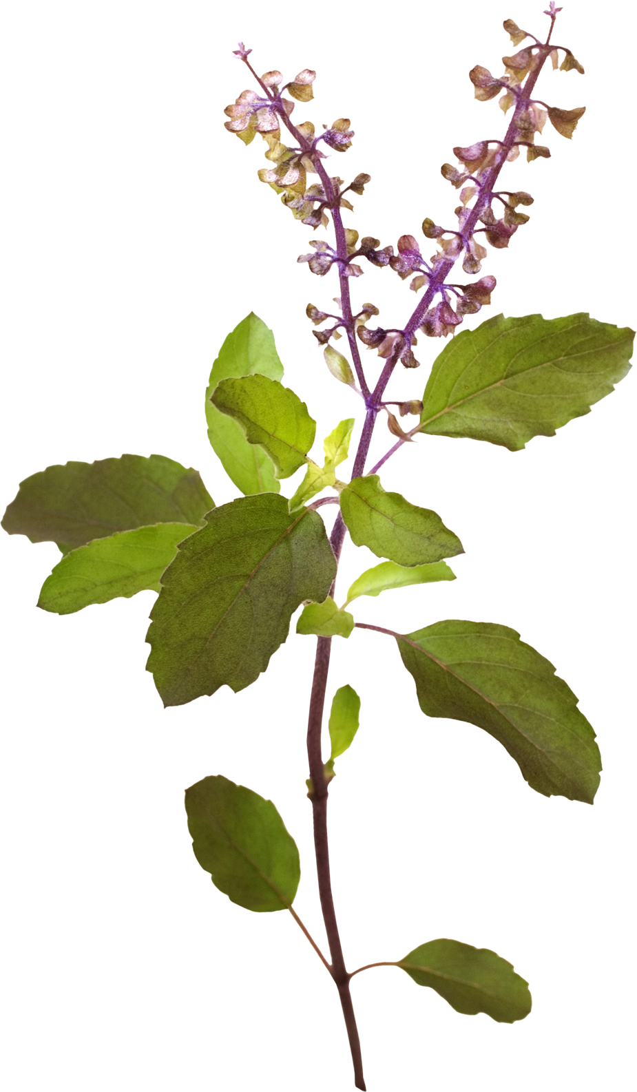 Tulsi Tree Png - Tulasi Flower (925x1586), Png Download