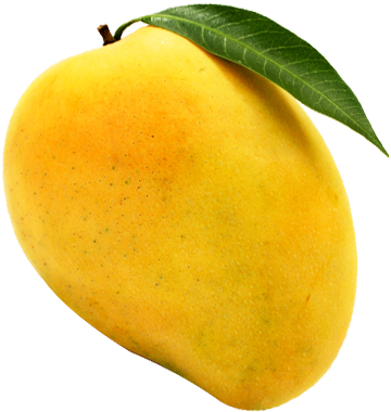 Ratnagiri Alphonso Mangoes To Your Doors - Hapus Mango Png Hd (370x397 ...