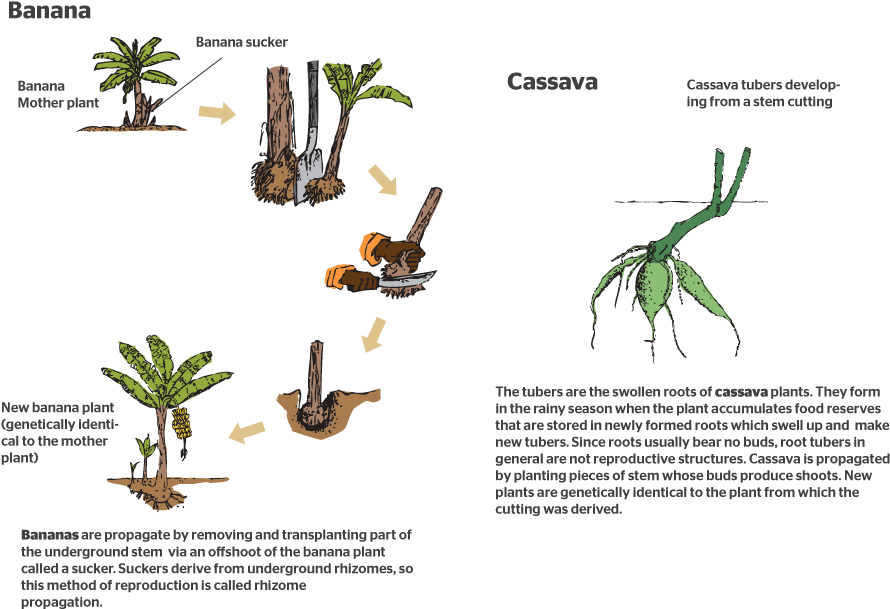 Do Bananas Reproduce (890x638), Png Download