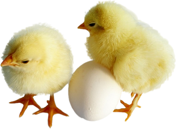 Poussin Png (600x440), Png Download