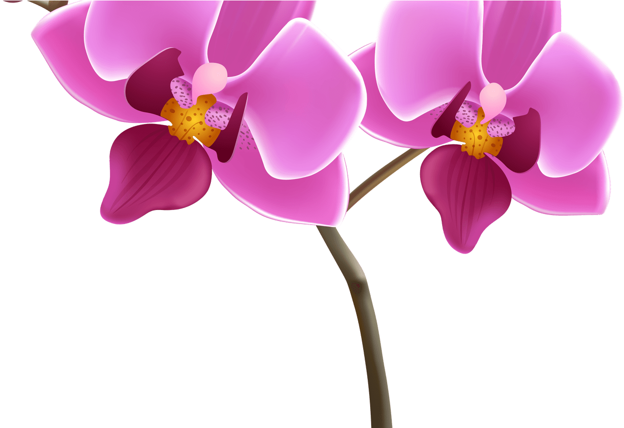 Flower Wallpaper With Pink Orchid For Border Clip Art - Orchid Png ...