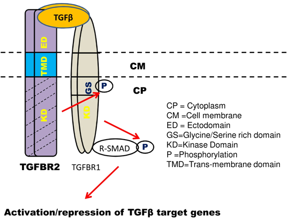 Figure From Tgfbr2 - Tgfbr2 Gene (583x461), Png Download