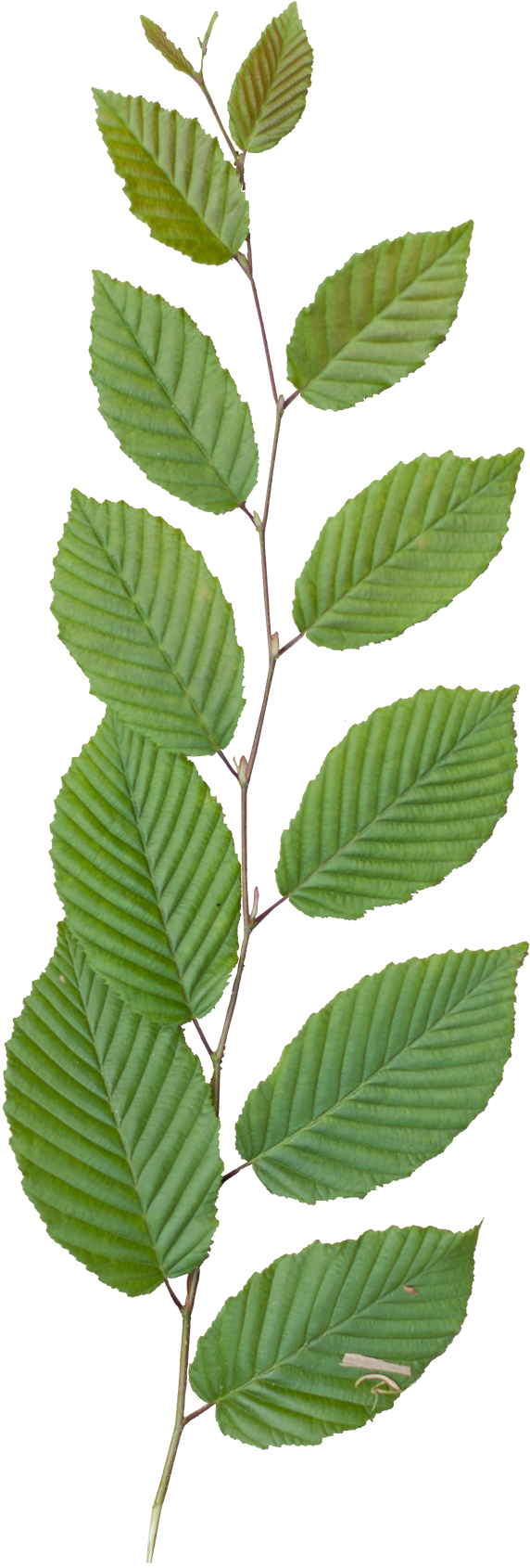 Vegetation Tree Branch 30 - Leaves Branch Texture Png (762x1740), Png ...