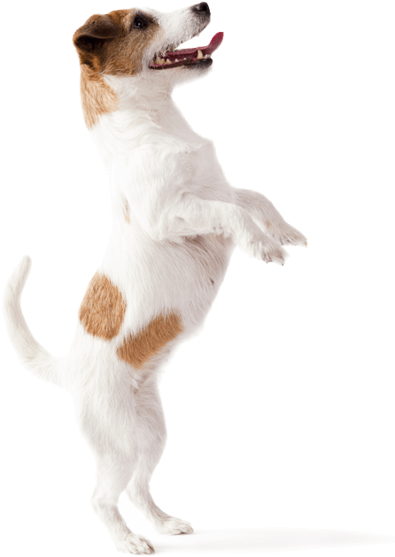 Download Dog Jumping Up - Dog Catches Something | Transparent PNG ...