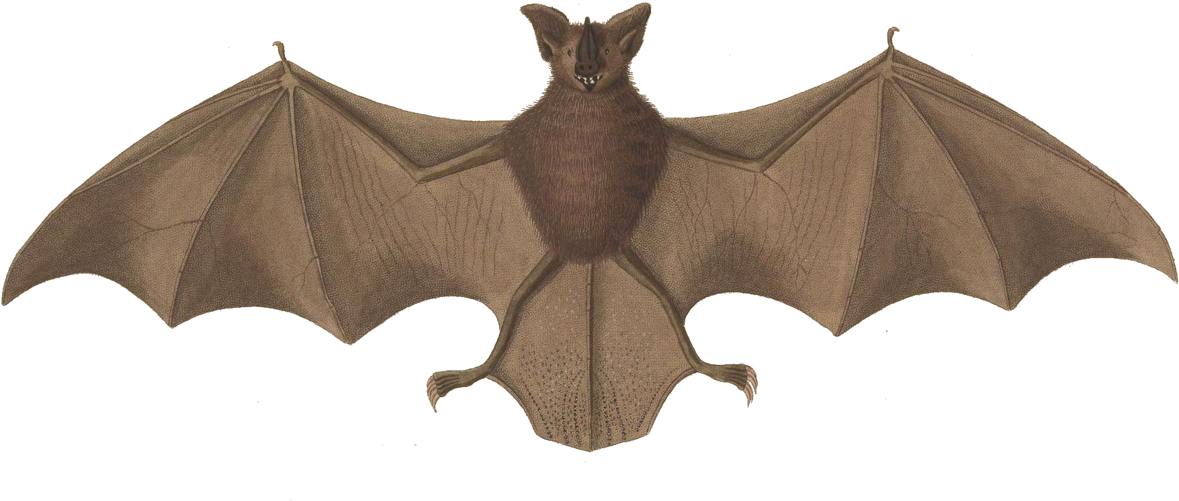 Long-legged Bat (1199x651), Png Download