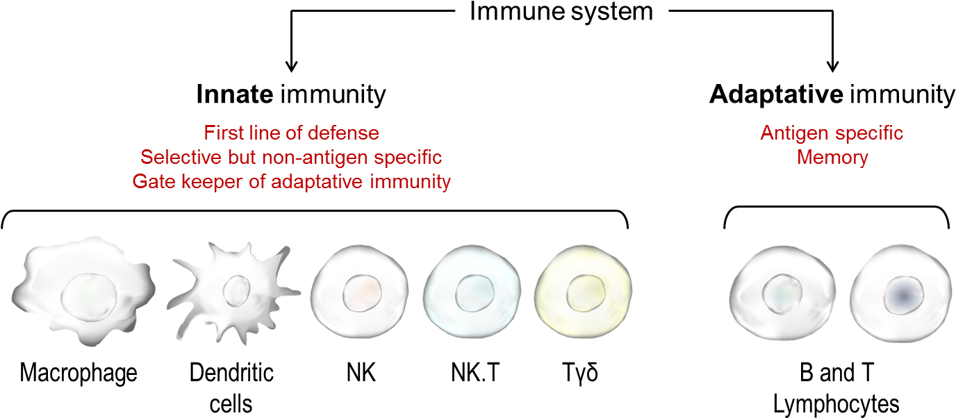 Download Immunesystem2 - Concept Map Innate Immunity | Transparent PNG ...