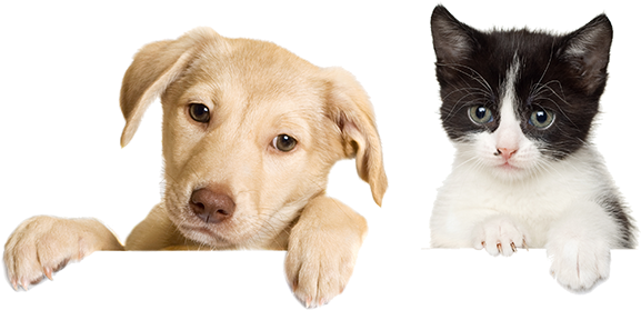 Go To Image - Pet Care (600x294), Png Download