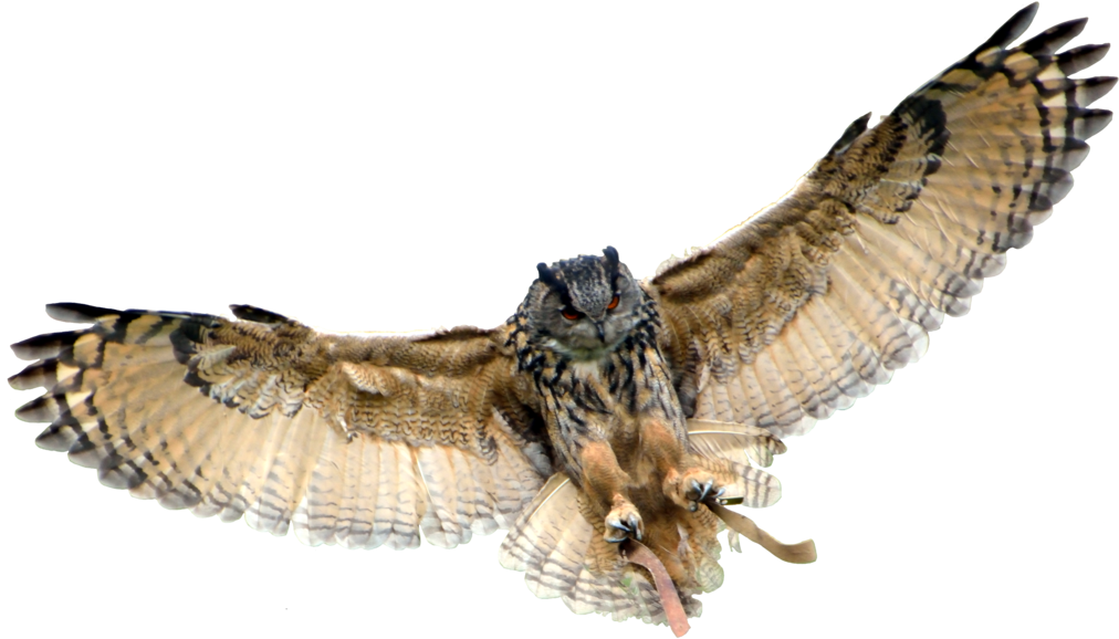 Owl Transparent Background1 - Transparent Background Owl Transparent ...