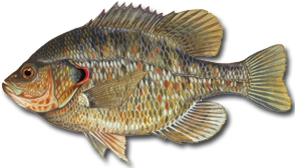 Redear Sunfish (600x342), Png Download